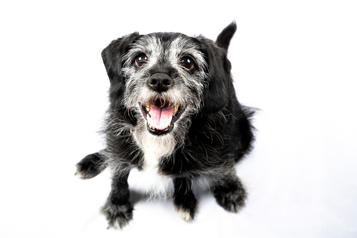 5 Simple Steps to a Senior-Dog-Friendly Home – PetPoochie
